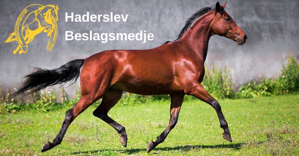 Beslagsmed i Haderslev Skoning Beskæring Hovpleje